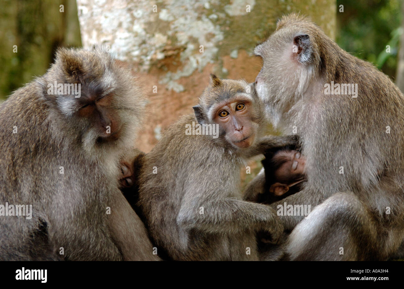 Family of monkeys - Balinese Macaque Stock Photo - Alamy