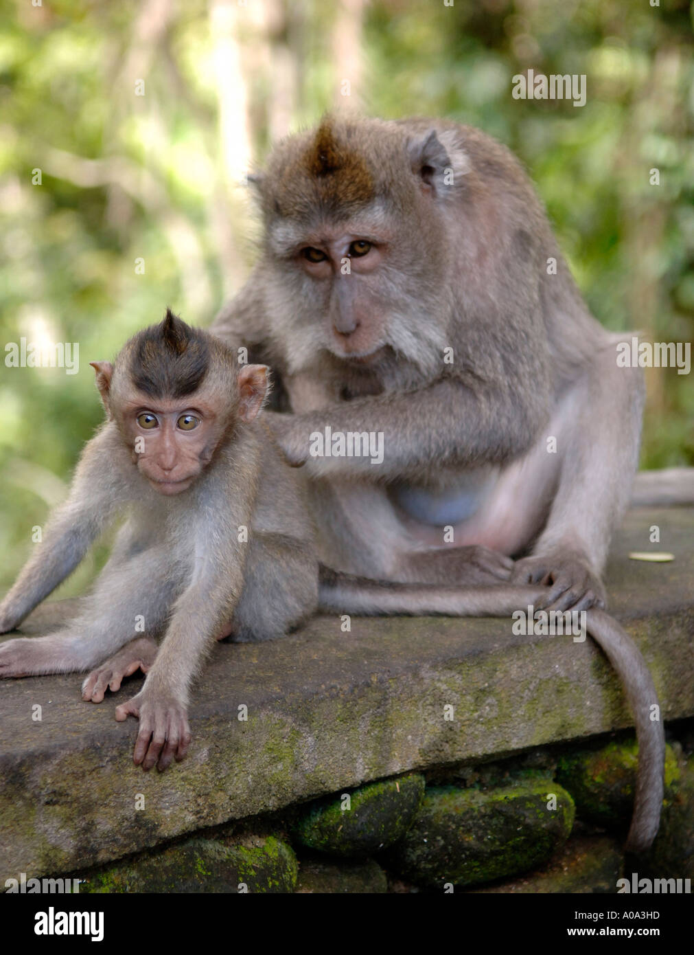 Father and baby monkey -Balinese Macaque Stock Photo - Alamy