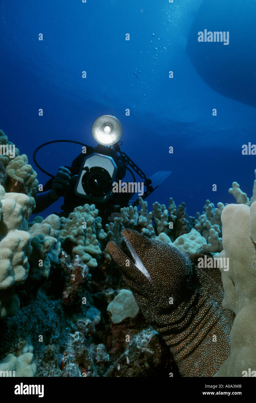 A white mouth moray eel and a scuba diver Kona Hawaii Stock Photo - Alamy