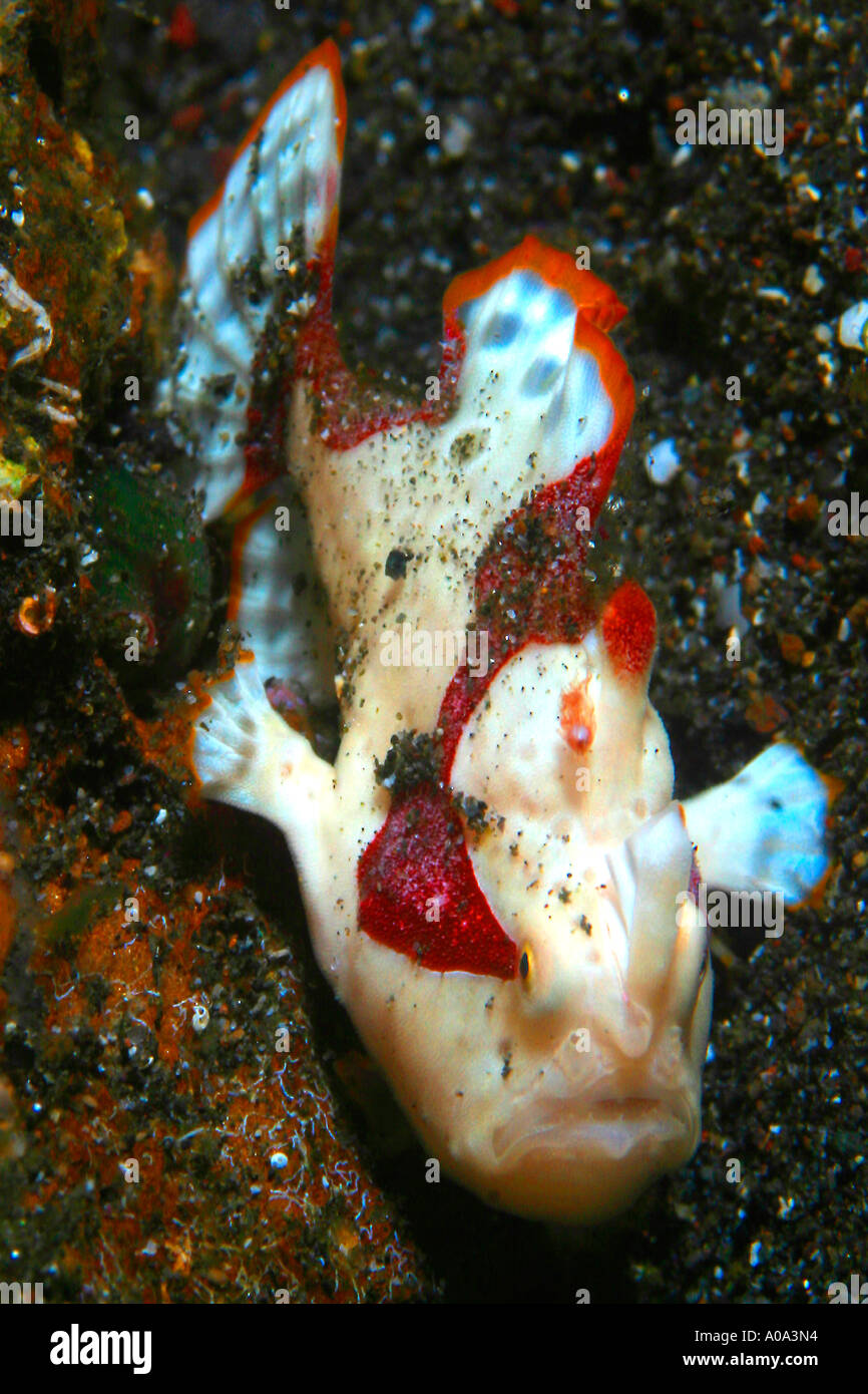 Painted Angler Fish High Resolution Stock Photography and Images - Alamy