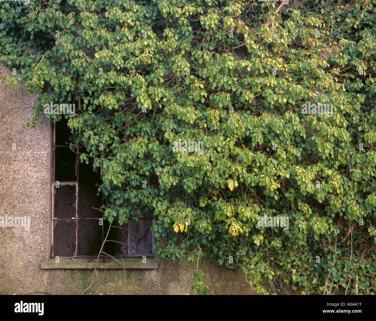 Ivy clad wall of a derelict building, Anglesey, North Wales, UK Stock ...