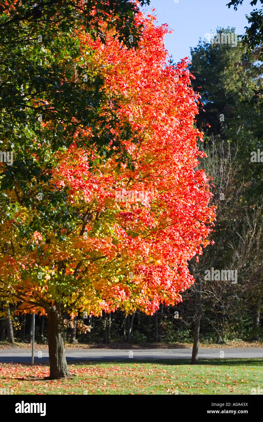A lone maple tree in autumn Stock Photo - Alamy