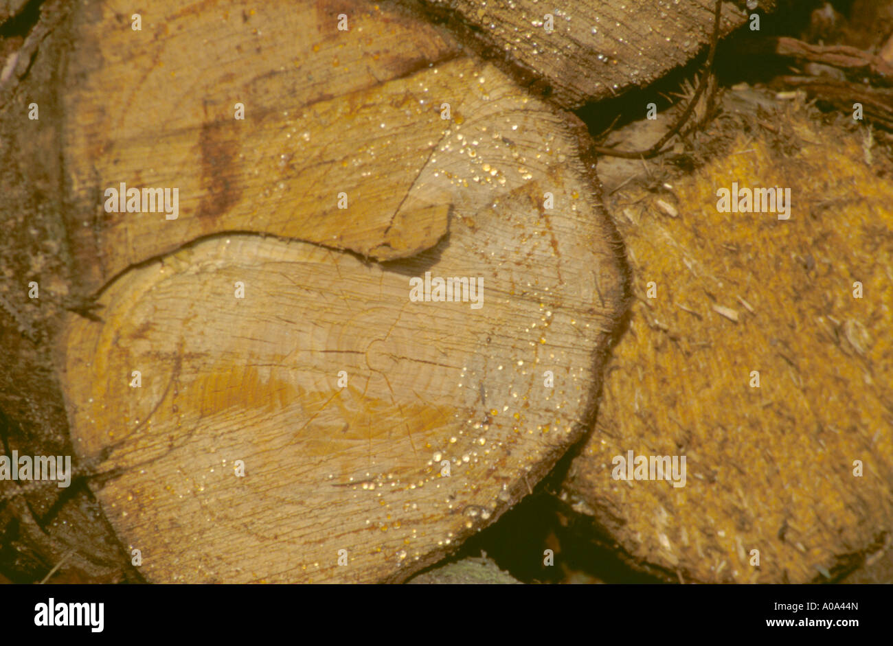 Cut timber showing growth rings and resin droplets Stock Photo - Alamy