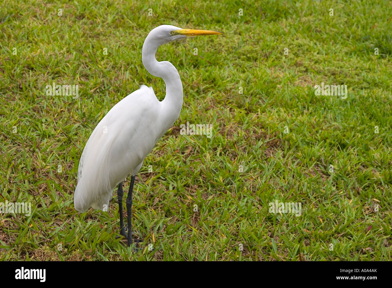 Great White Egret Stock Photo - Alamy