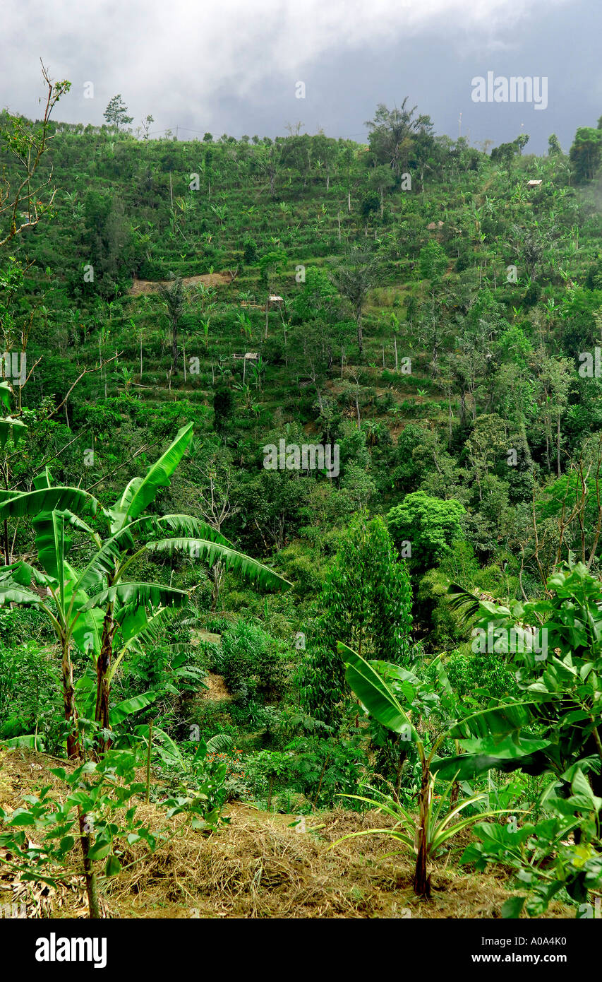 Banana plants and hillside terraces, hill farming Stock Photo - Alamy