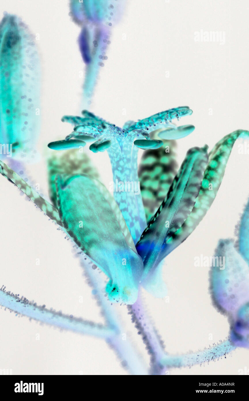 Inverted Toad Lily Stock Photo - Alamy