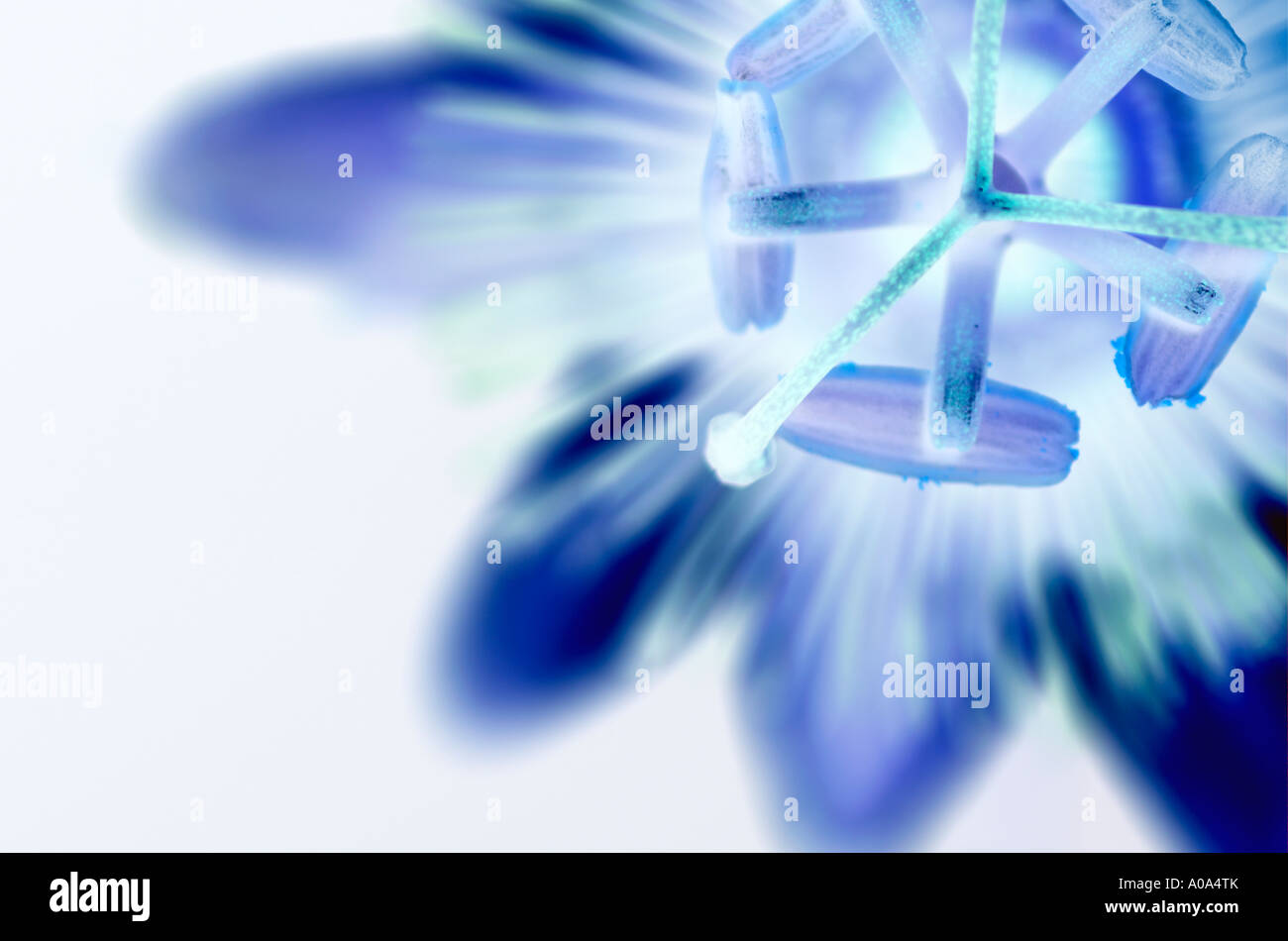 Inverted Passion Flower Stock Photo - Alamy