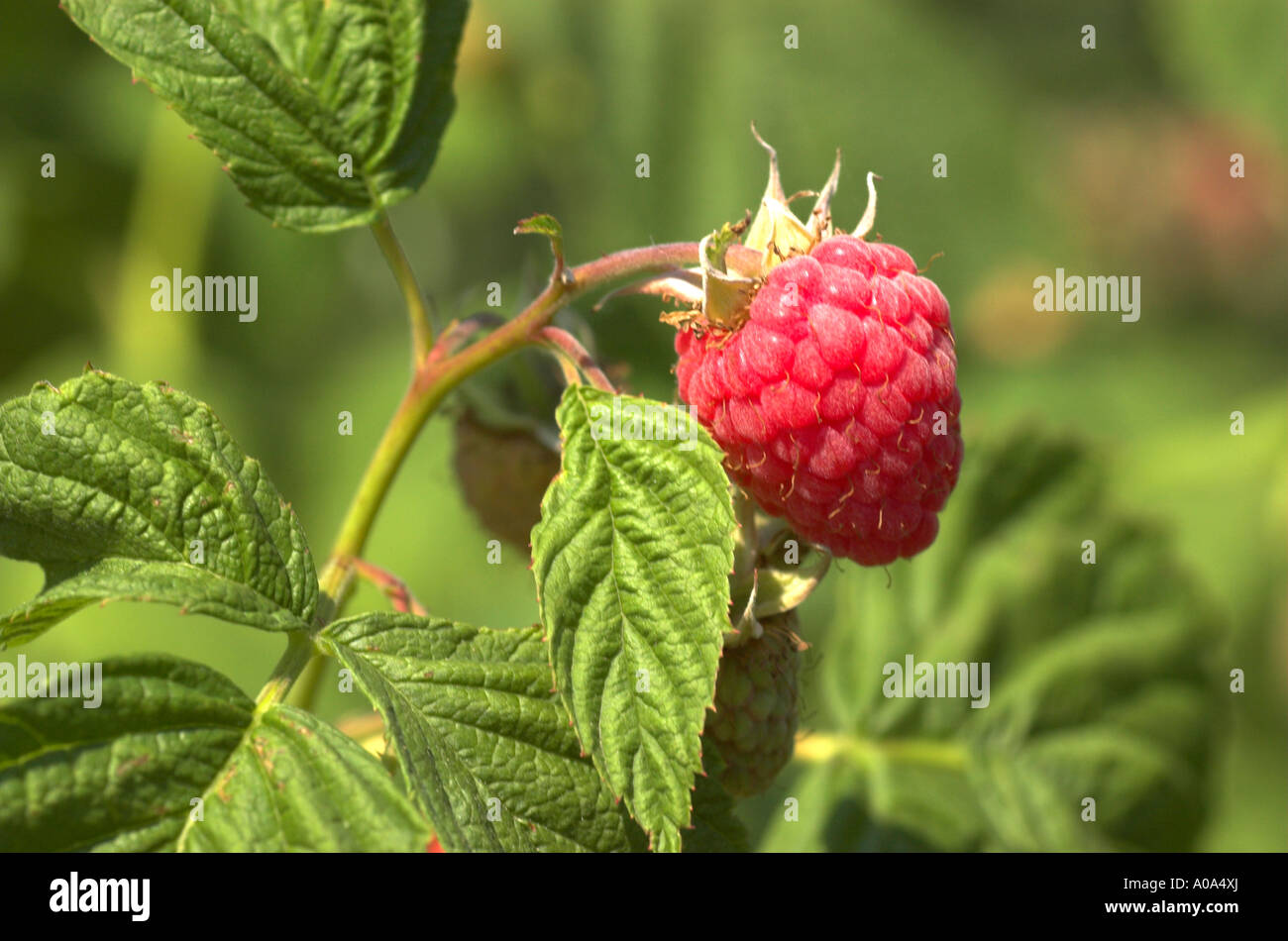 Raspberry plant uk hi-res stock photography and images - Alamy