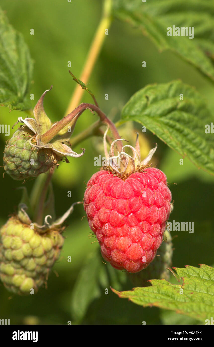 Raspberry plant berkshire england UK Stock Photo - Alamy