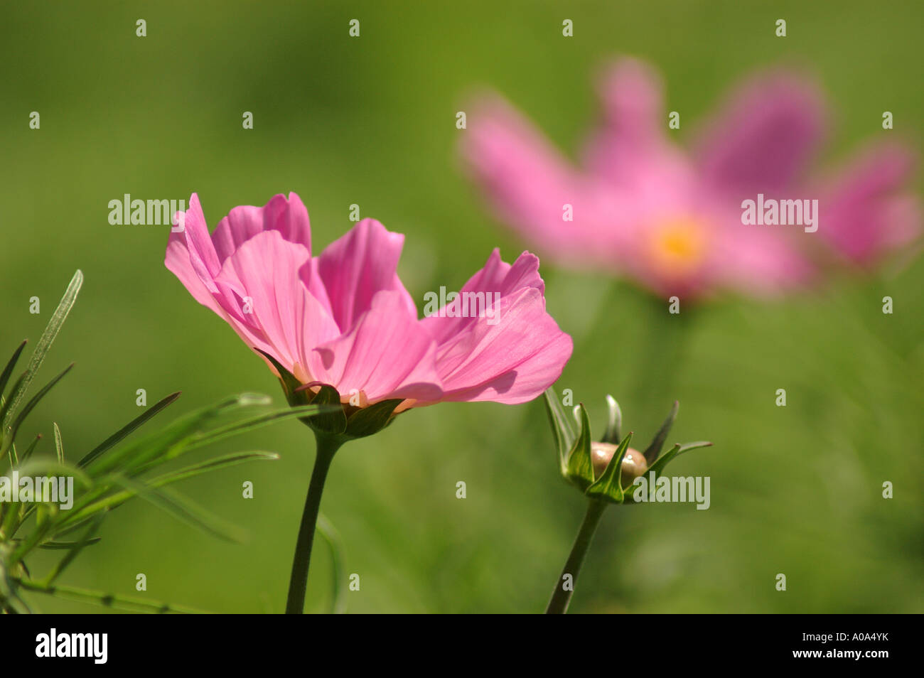 Greem background hi-res stock photography and images - Alamy