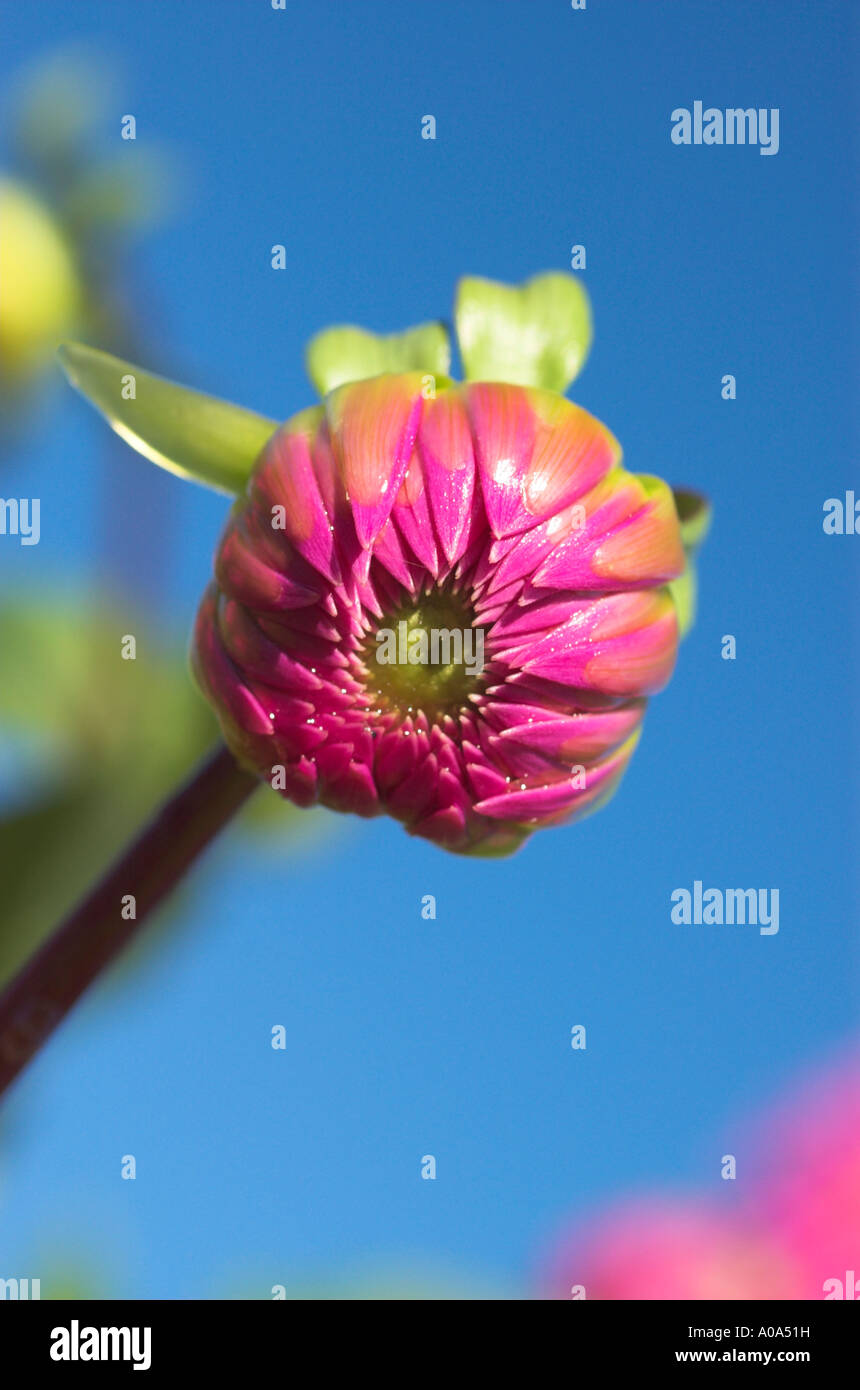 Pink Dahlia Flower 'P Rave' with blue sky background Stock Photo - Alamy