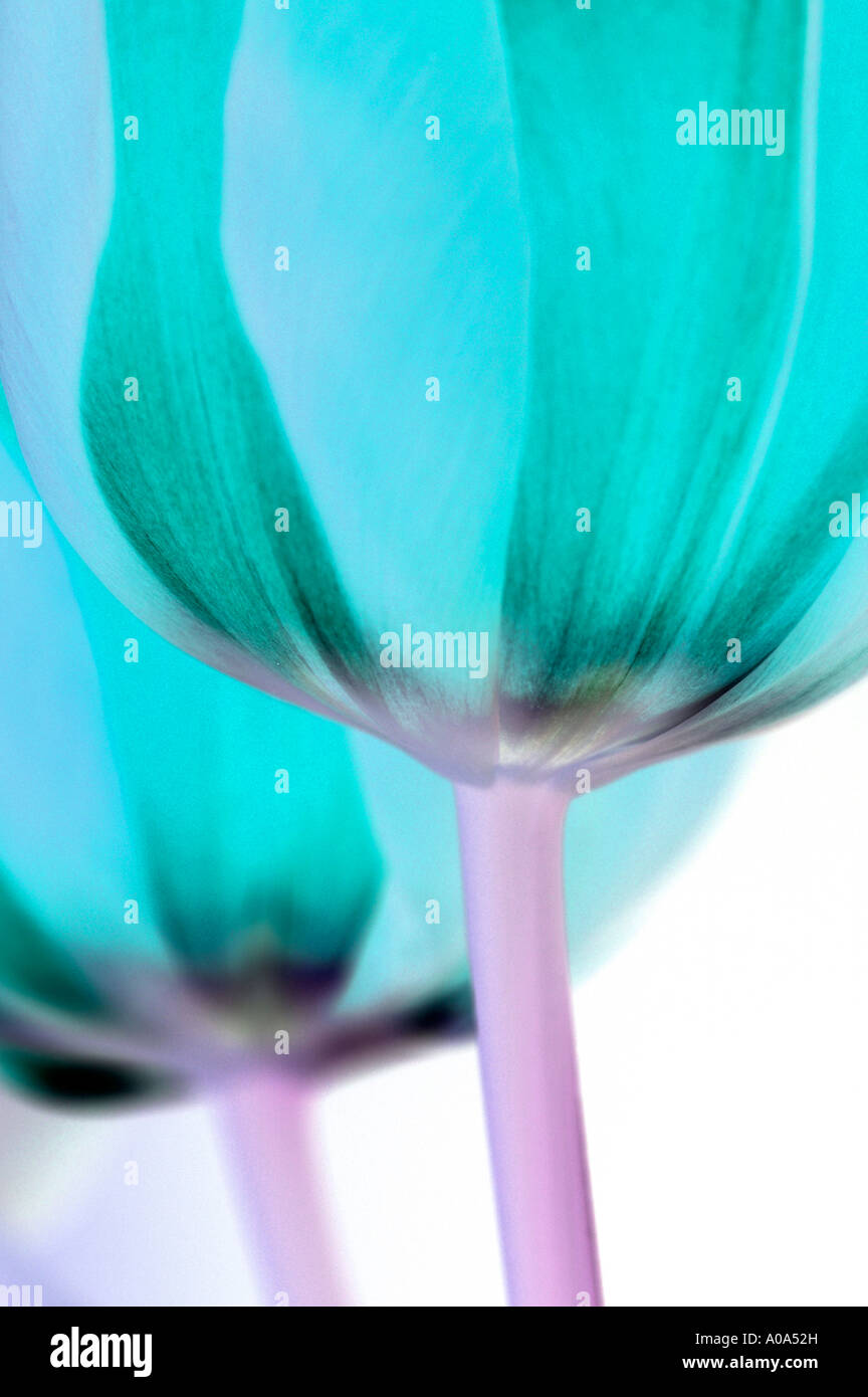 Inverted tulips hi-res stock photography and images - Alamy