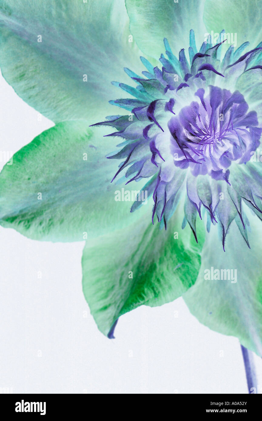 Unusual clematis hi-res stock photography and images - Alamy