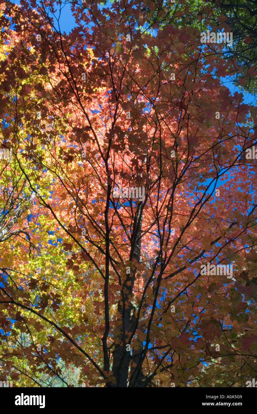 Fall Foliage in Oak Creek, Sedona, Arizona Stock Photo - Alamy