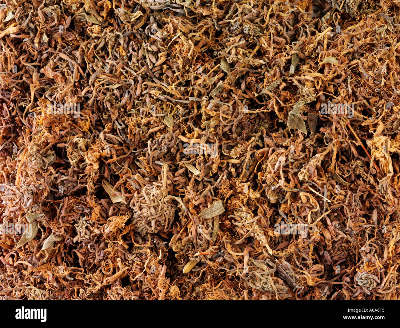 Chinese honeysuckle lonicera japonica hi-res stock photography and ...