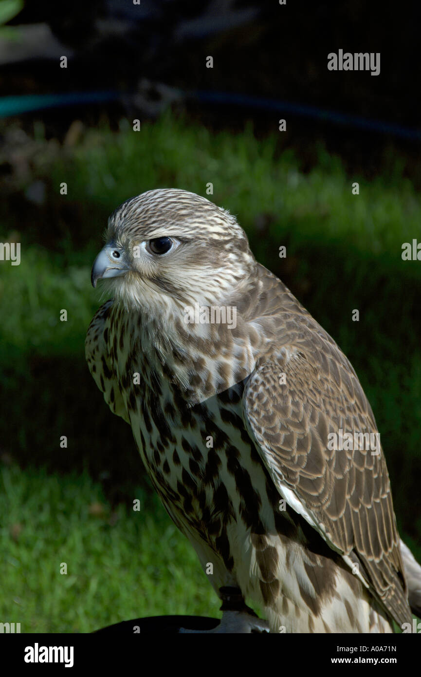 Falcon at Dunrobin Castle falconry display Golspie Sutherland Highland ...