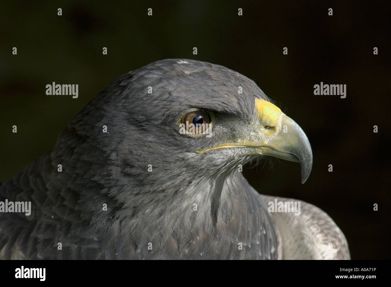 Falconry dunrobin castle hi-res stock photography and images - Alamy