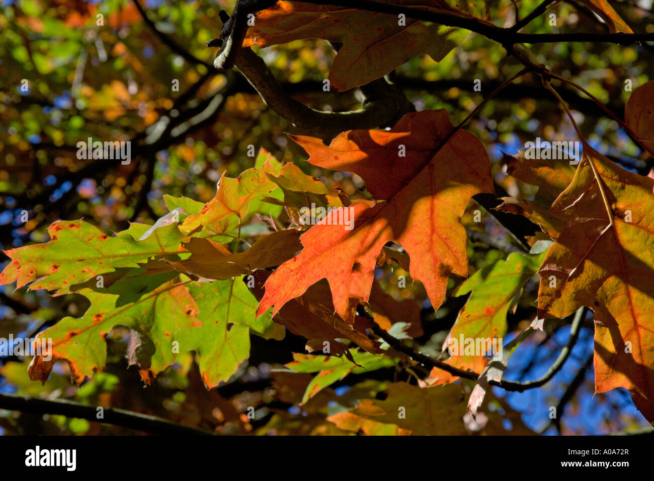 Chinese Hillside Garden variegated leaves Acer Autumn colours Royal ...