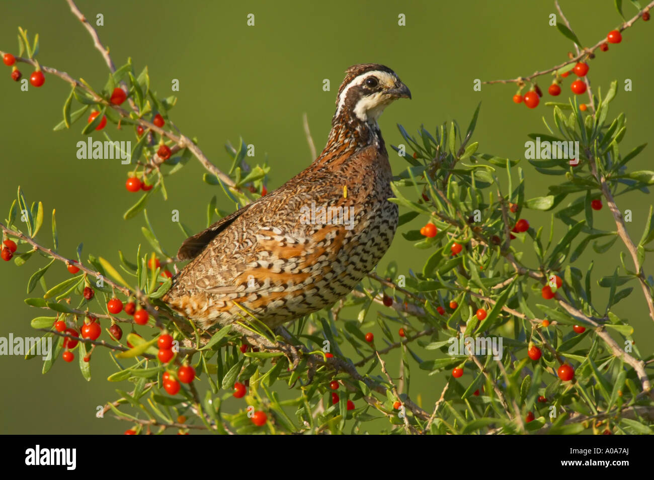 Northern Bobwhite Quail (Colinus virginianus) is the only quail over ...