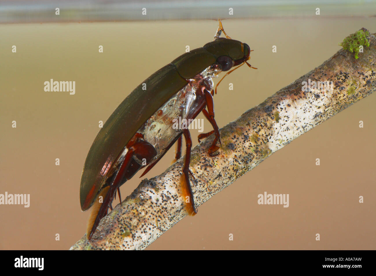 Hydrophilus hi-res stock photography and images - Alamy