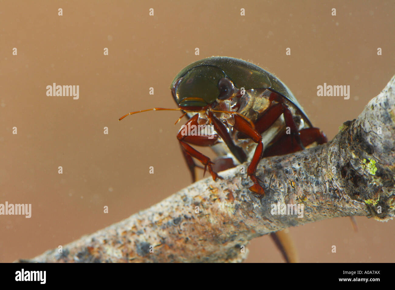Giant Water Scavenger Beetle (Hydrophilus Stock Photo - Alamy