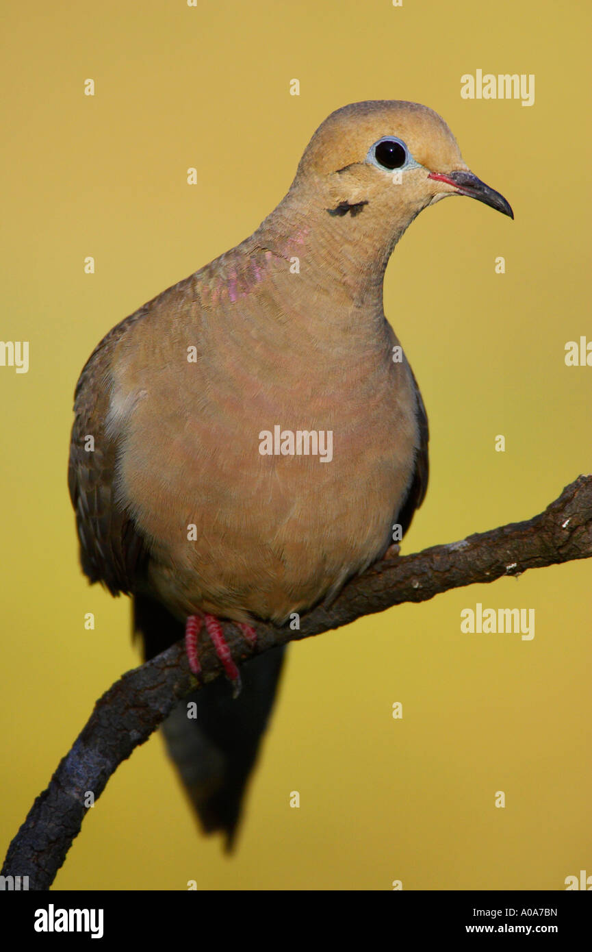 Mourning Dove (Zenaida macroura) Found in most of the United States and ...