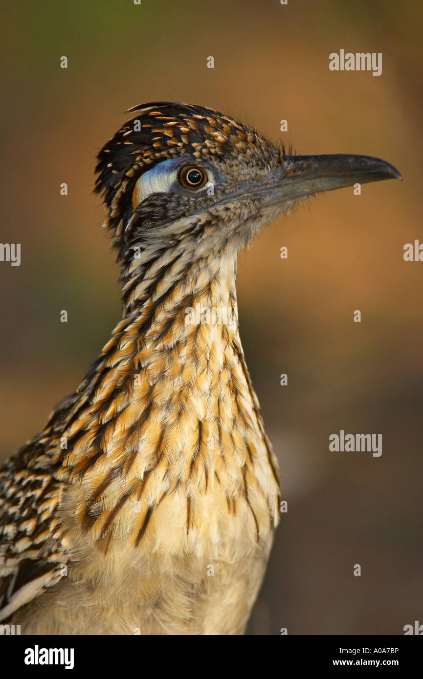 Feeds on snakes hi-res stock photography and images - Alamy