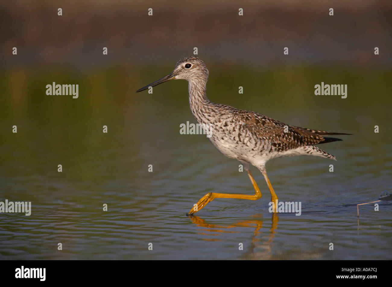 Lesser Yellowlegs (Tringa flavipes Stock Photo - Alamy