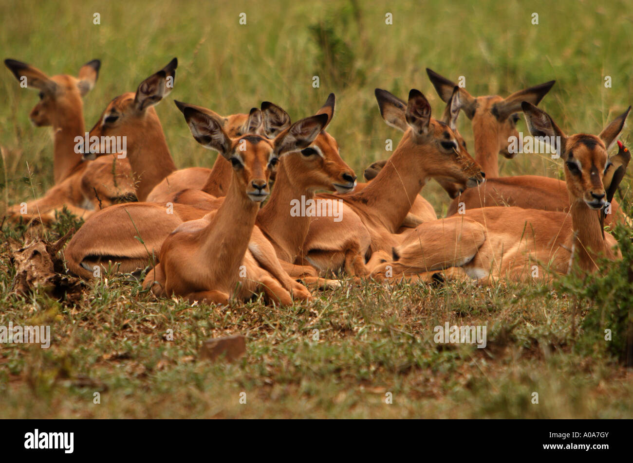 time for a rest Stock Photo - Alamy
