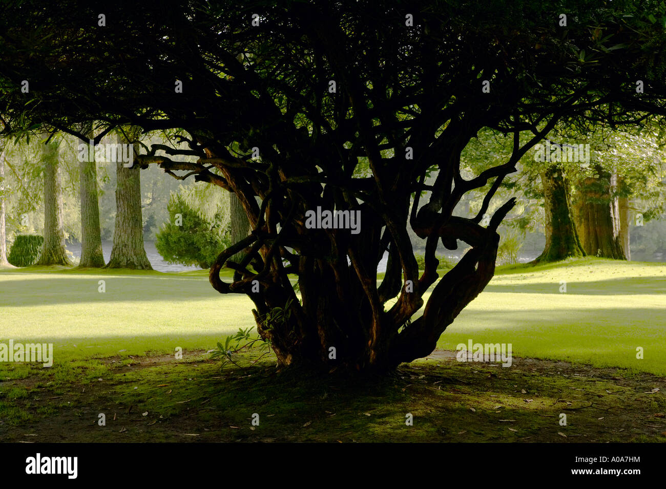 Dunkeld tree cathedral hi-res stock photography and images - Alamy