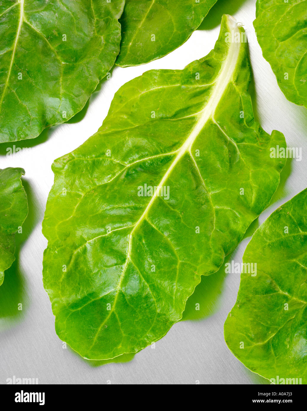 FRESH SPINACH LEAVES Stock Photo - Alamy