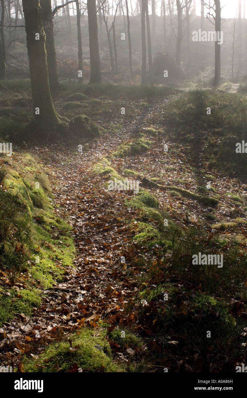 Queen elizabeth forest park aberfoyle hi-res stock photography and ...
