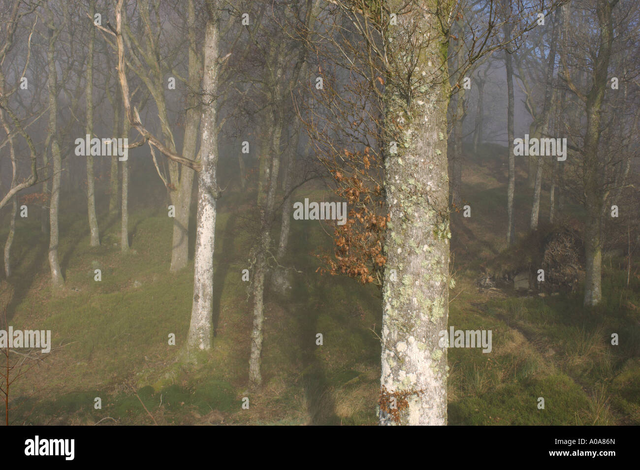 Queen Elizabeth Forest Park near Aberfoyle Misty Morning Loch Lomond ...