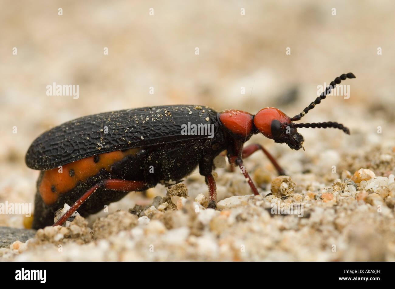 Desert Blister Beetle