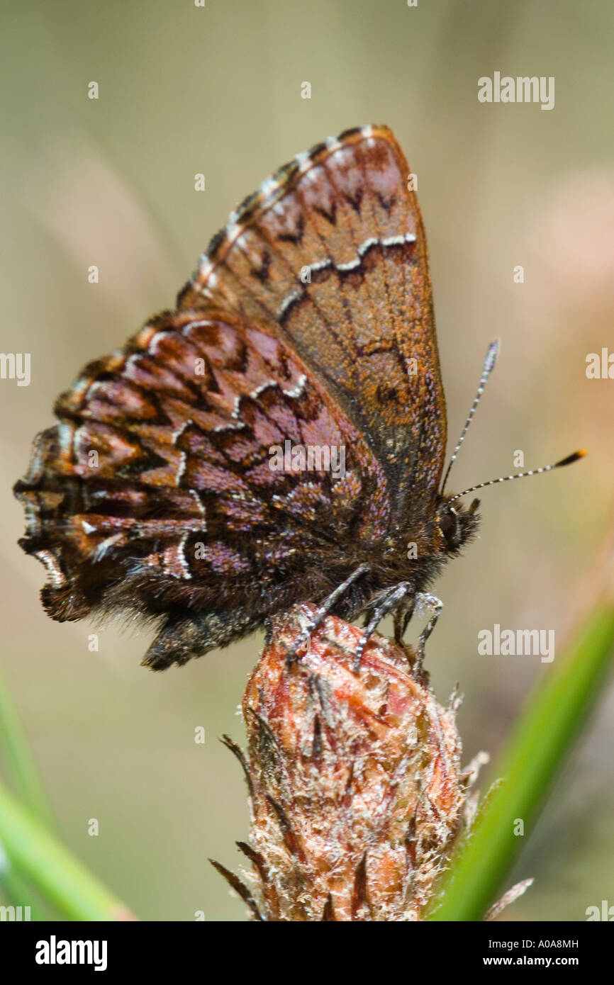 Western pine elfin (Callophrys eryphon Stock Photo - Alamy
