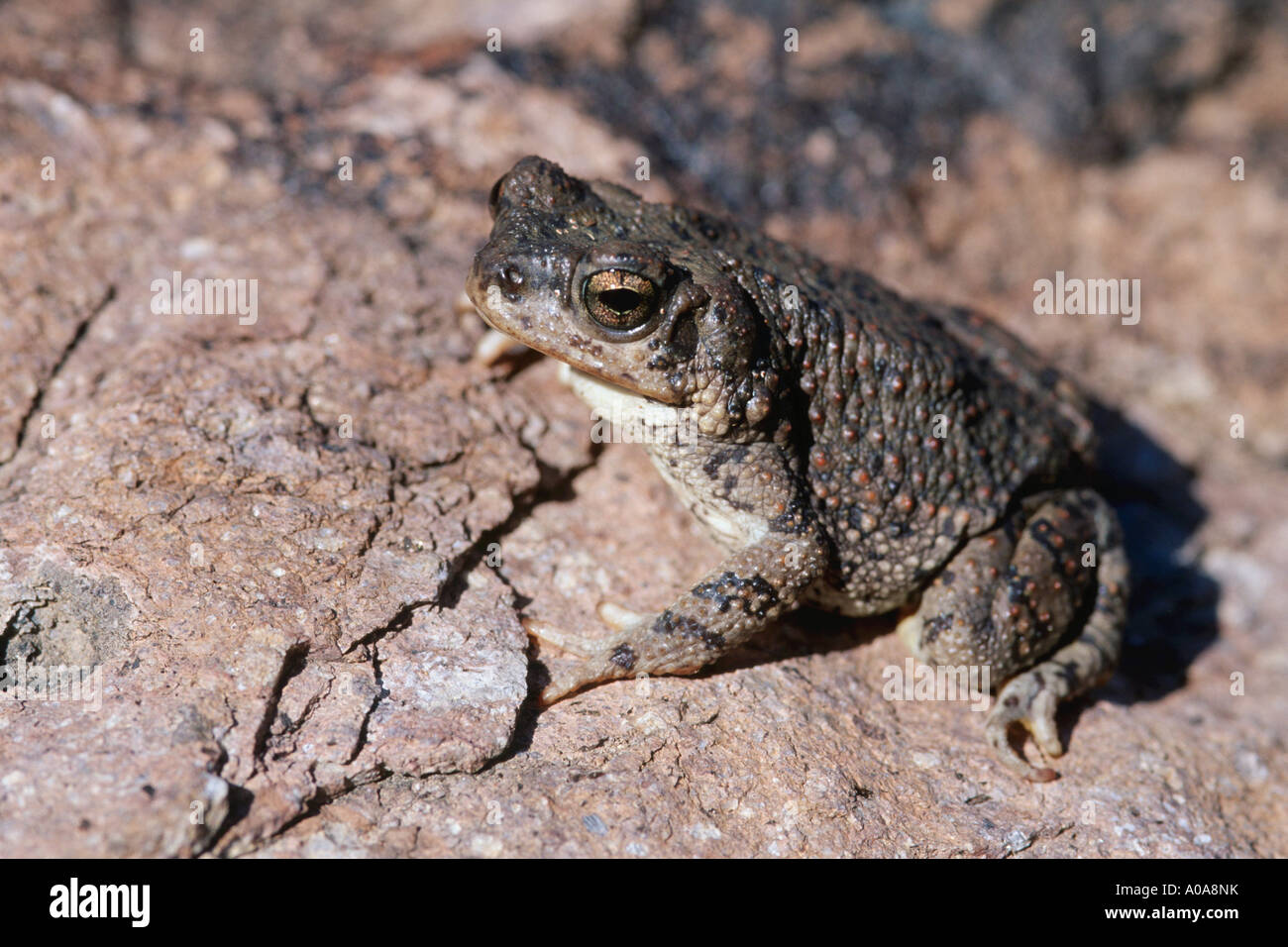 Red-spotted toad (Bufo punctatus Stock Photo - Alamy