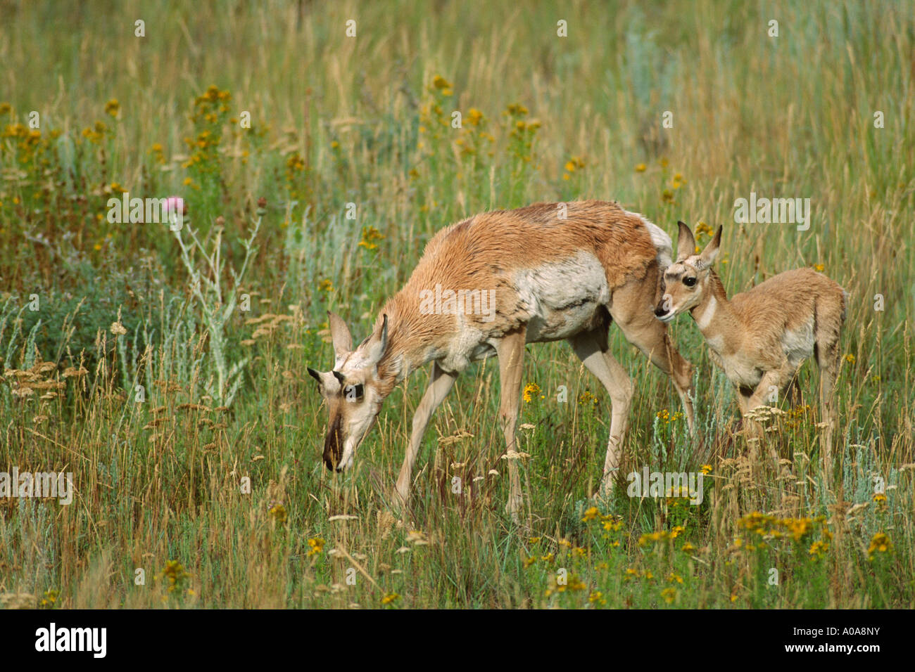 Wildlife mammals antilocapridae kid kids fawn fawns nature kid ...