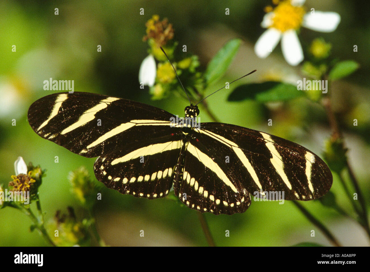 Zebra longwing butterfly (Heliconius charithonius Stock Photo - Alamy