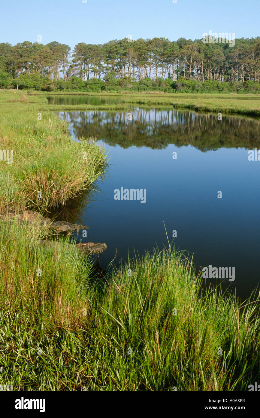 Salt Marsh, Spring season Stock Photo - Alamy
