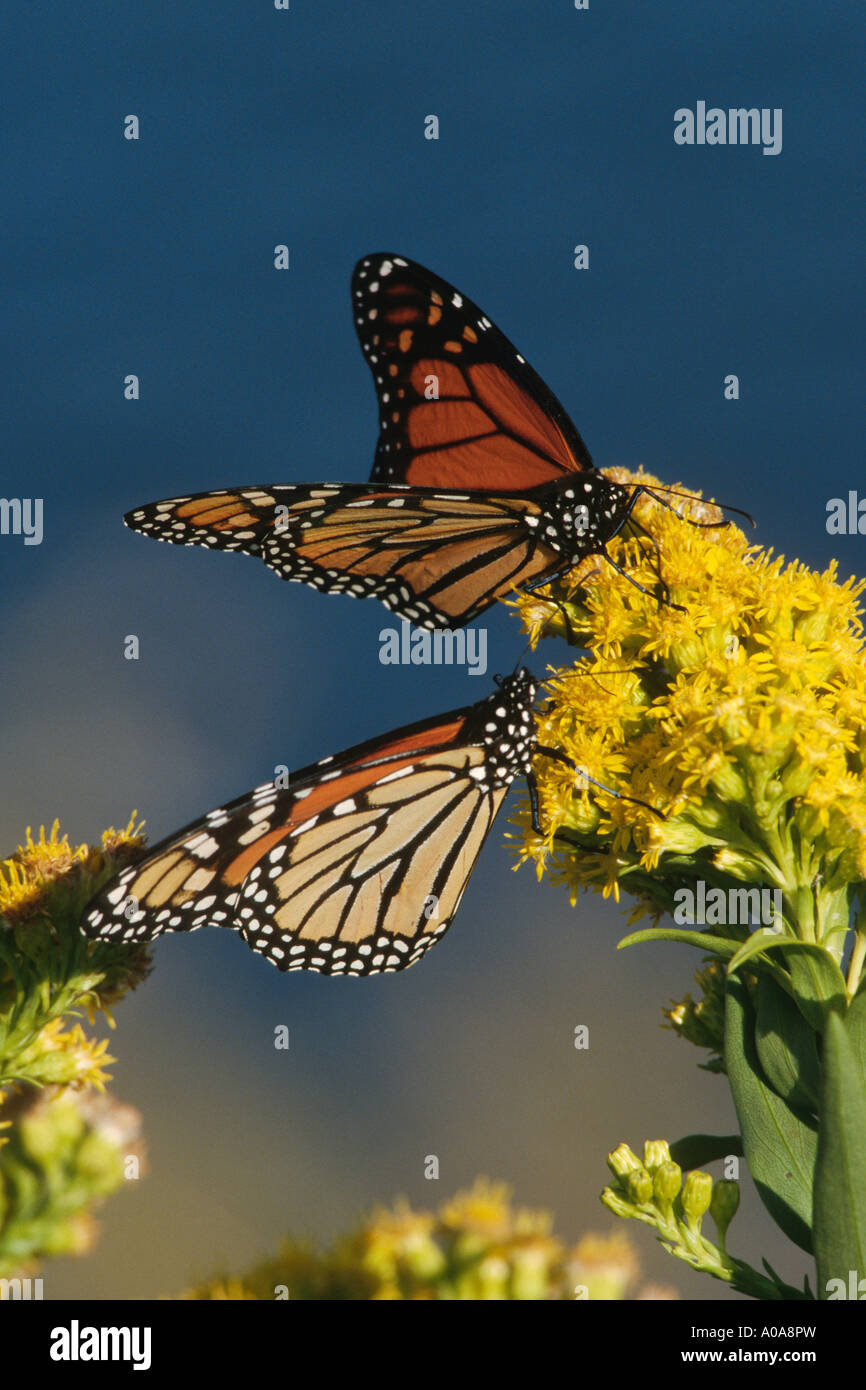 Monarch butterfly (Danaus plexippus Stock Photo - Alamy