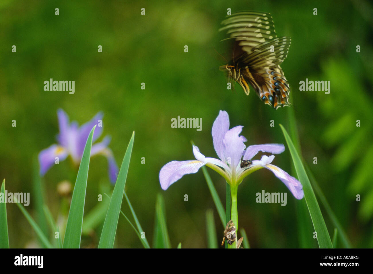 Swallowtail butterfly Papilio sp in flight Alligator River National ...