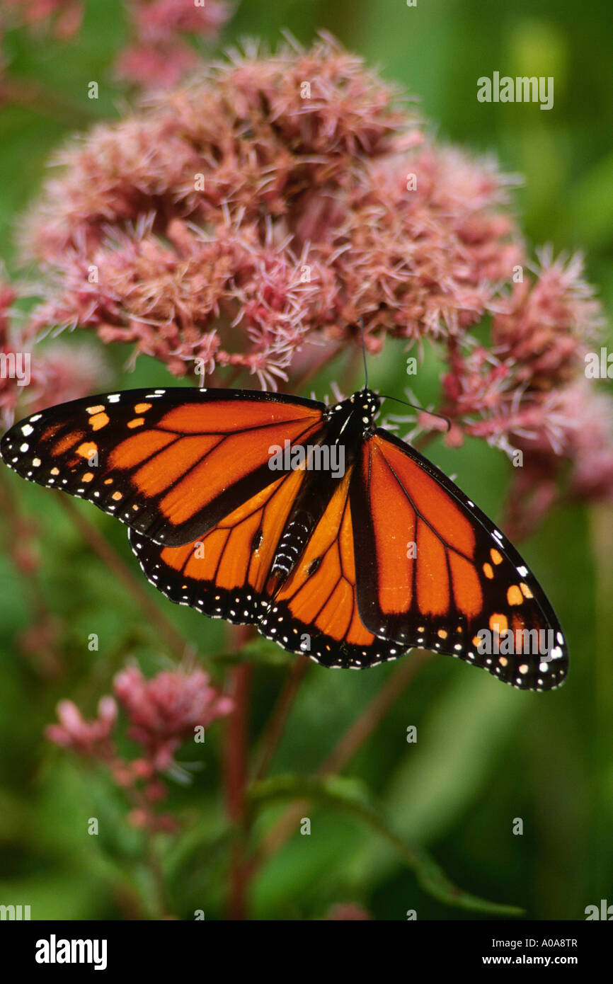 Monarch butterfly (Danaus plexippus Stock Photo - Alamy