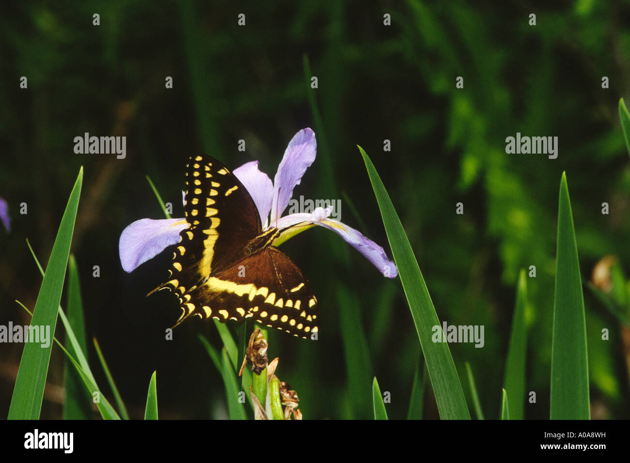 Papilio sp hi-res stock photography and images - Alamy
