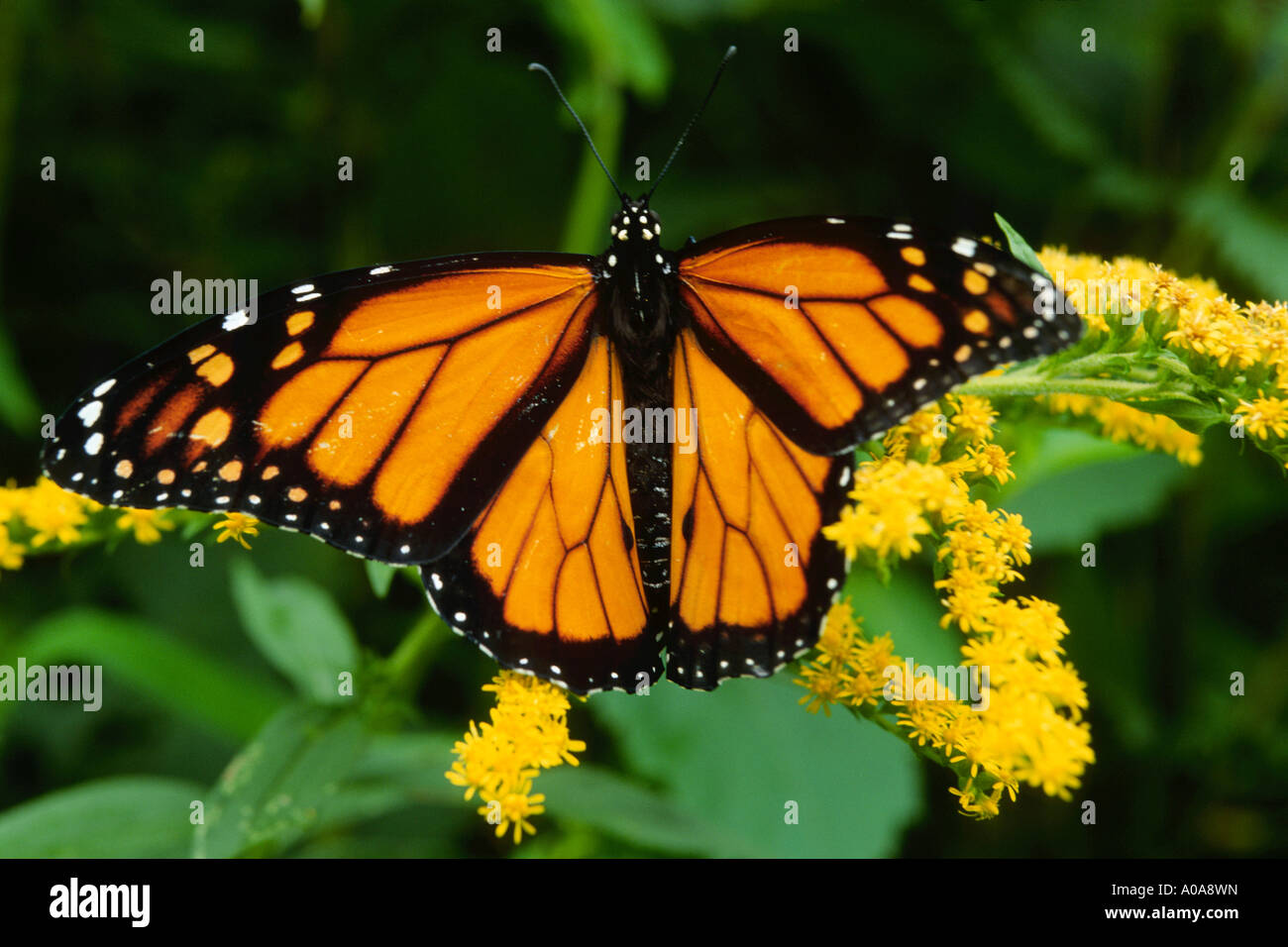 Monarch butterfly (Danaus plexippus Stock Photo - Alamy