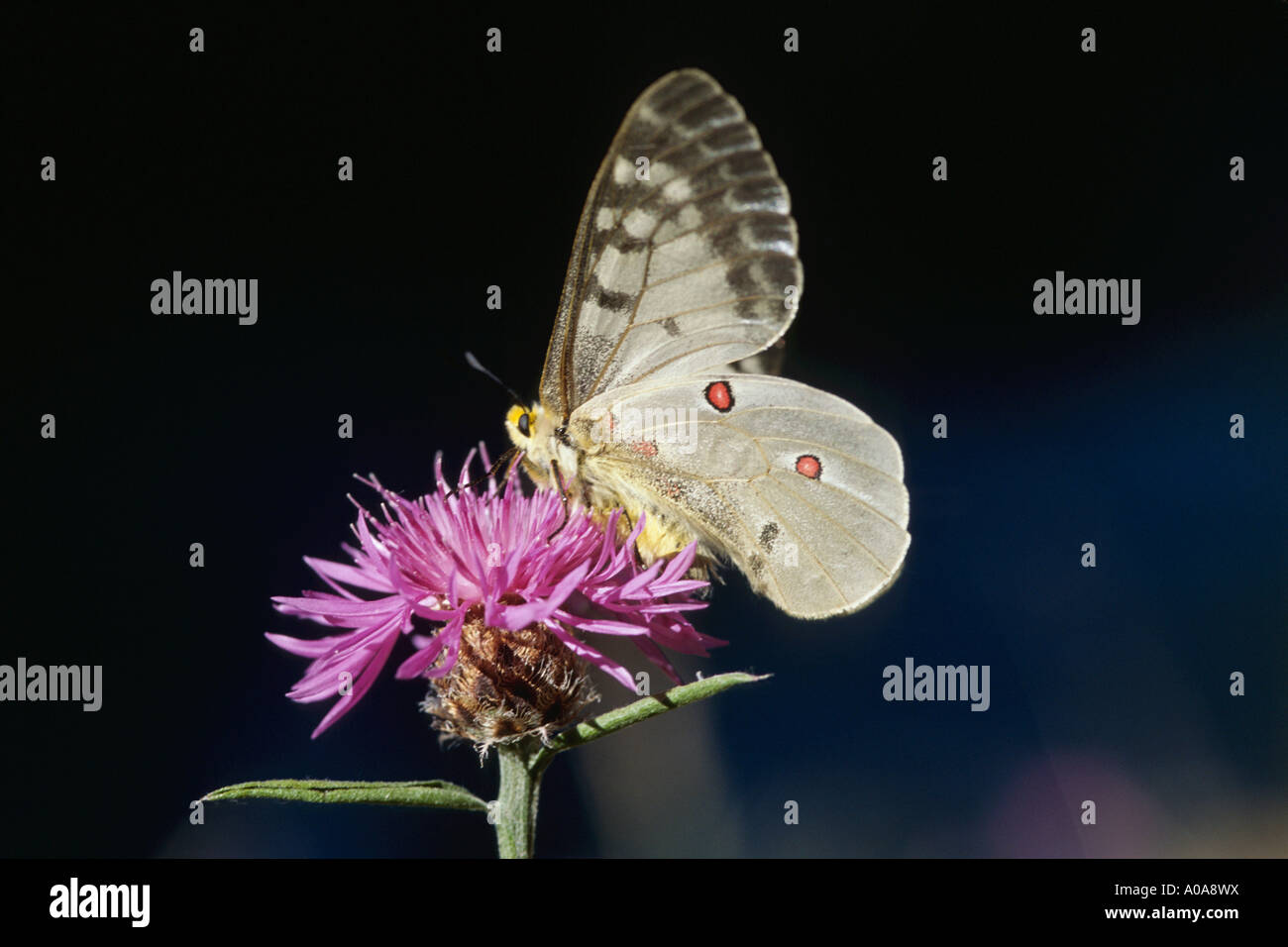 Clodius parnassian butterfly (Parnassius clodius Stock Photo - Alamy