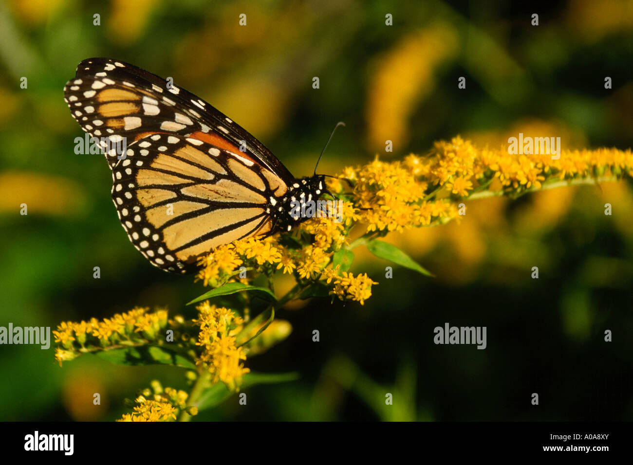 Monarch butterfly (Danaus plexippus Stock Photo - Alamy