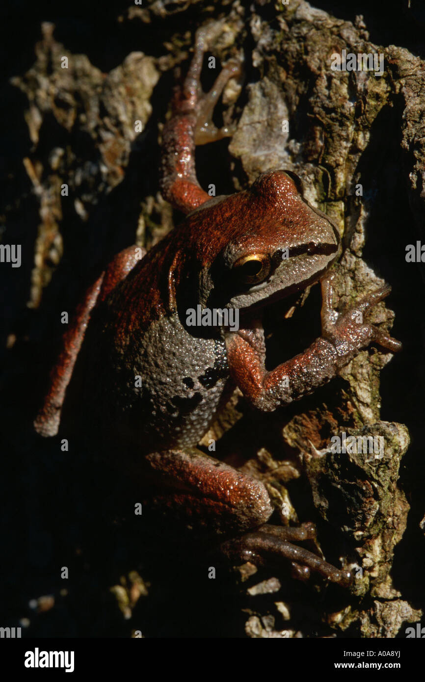 Pacific tree frog (Hyla regilla Stock Photo - Alamy