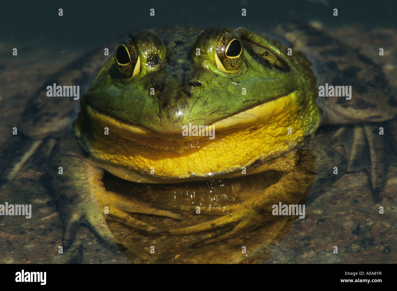 Bullfrog (Rana catesbeiana Stock Photo - Alamy