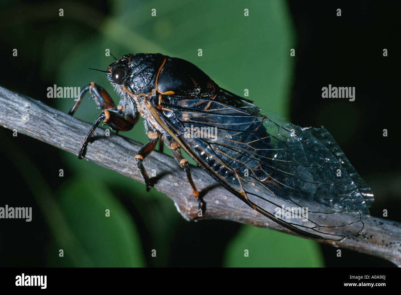 Cicadas north america hi-res stock photography and images - Alamy