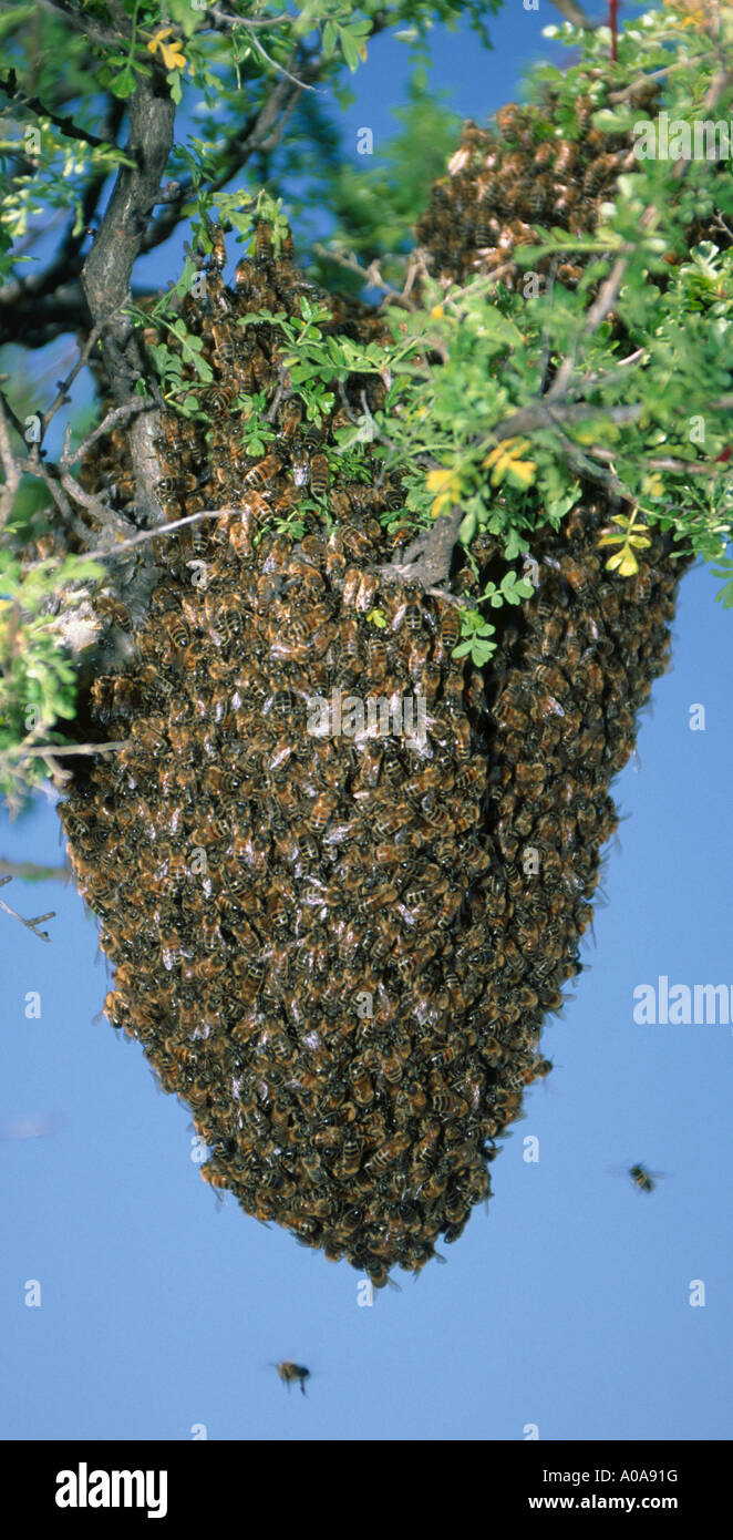 Bee colony, swarming Stock Photo - Alamy